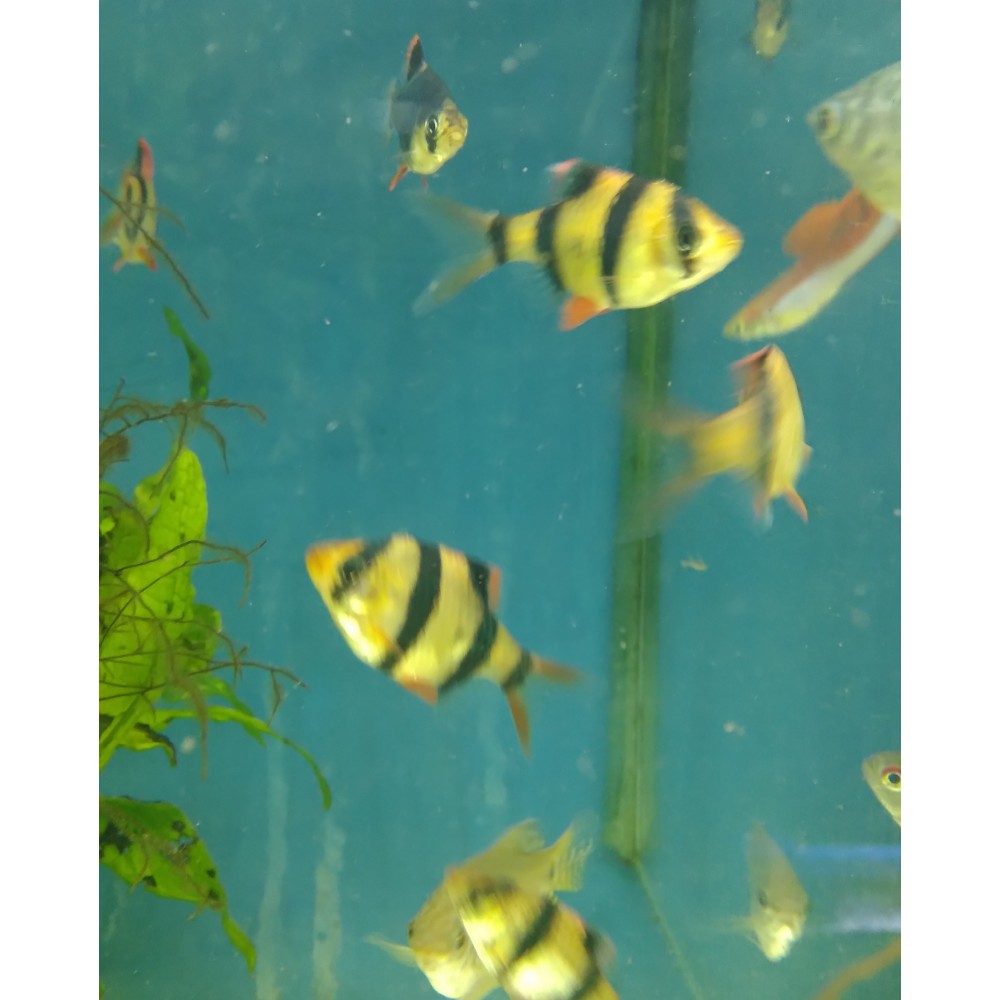 Pez Sumatrano Puntius Tetrazona